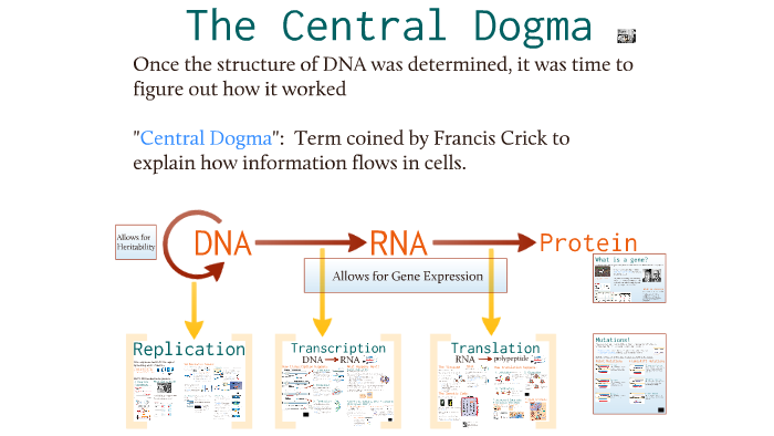 Molecular Genetics 1: The Central Dogma by Thomas Hattori on Prezi