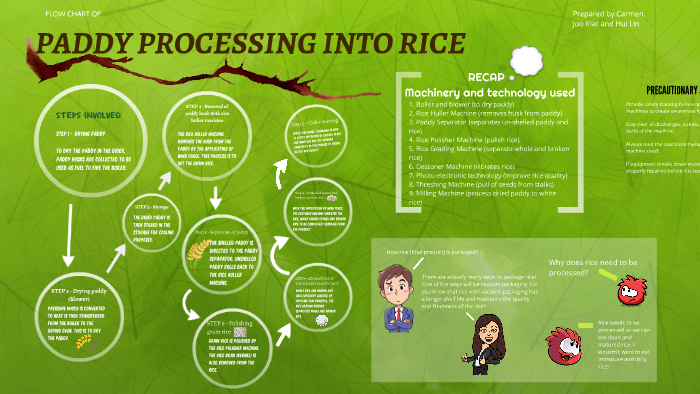 PADDY PROCESSING INTO RICE by Carmen Chiew on Prezi