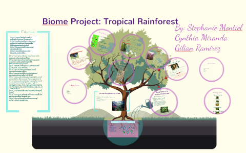 Biome Project Tropical Rainforest by Stephcyngil Momiranez