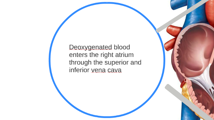 Deoxygenated blood enters the right atrium through the super by ...