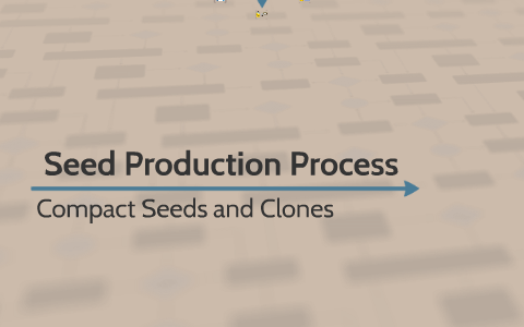 Seed Processing Process by Randall Guido on Prezi