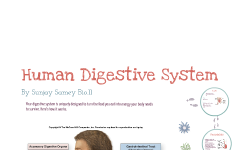 Human Digestive system by Sunjay Samey on Prezi