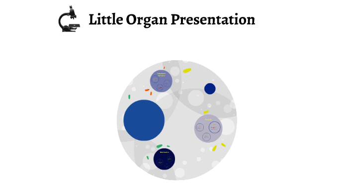 Little Organ Presentation by Manuela Ortega on Prezi