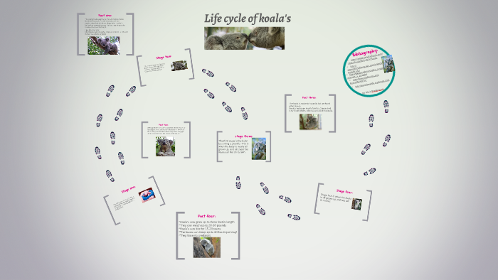 Life cycle of koala's by Alicia Pusmucans on Prezi