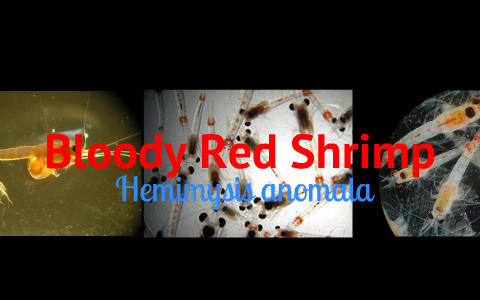 Hemimysis Anomala - Bloody Red Shrimp by Jan Man on Prezi