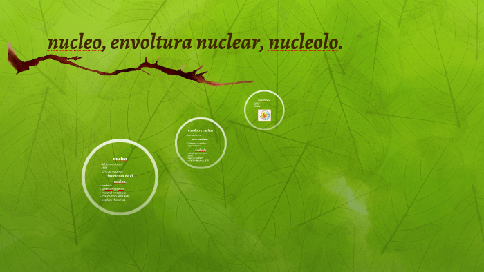 nucleo, envoltura nuclear, nucleolo. by ixmucané aldana