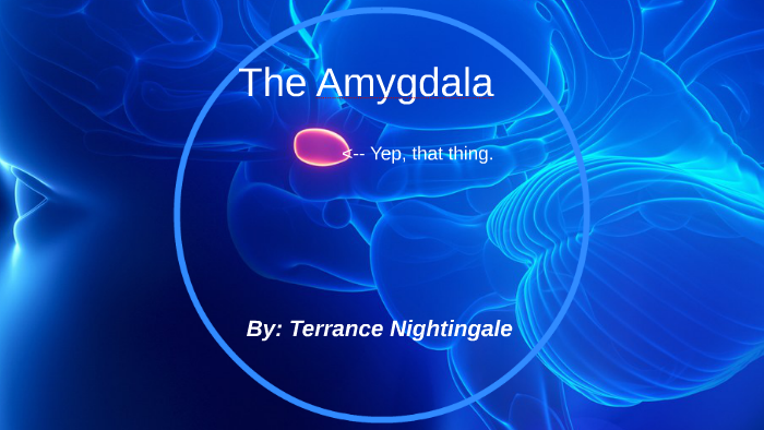 Amygdala by System Defence on Prezi