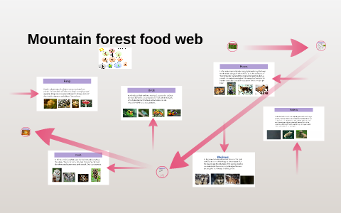 mountain forest food web by jackson eves on Prezi