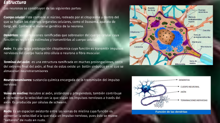 SNC Y SNP by Equipo Biología on Prezi