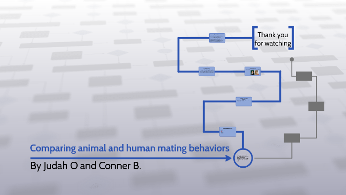 Comparing animal and human mating behaviors by judah opgenorth on Prezi