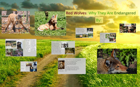 Red Wolves: Why They Are Endangered by Shira Note Cloud on Prezi