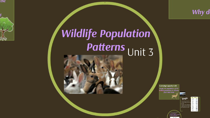 Unit 3: Wildlife Population Patterns by Nicole Martin on Prezi