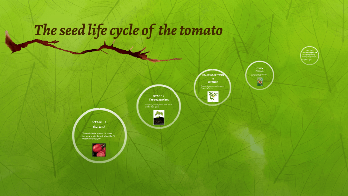 The seed life cycle by Andrew Rinne