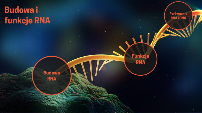 Budowa i funkcje RNA by Małgorzata Gierlicka on Prezi