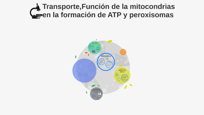 Transporte,Función de la mitocondrias en la formacion de atp by Arantza ...