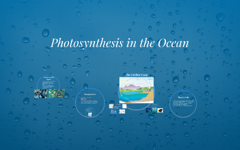 Photosynthesis in the Ocean by Kali White on Prezi