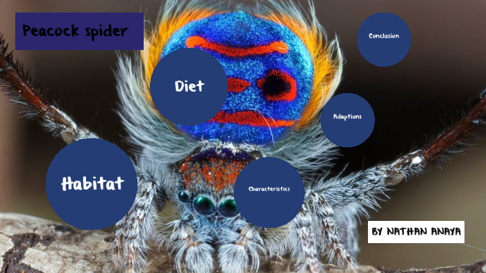 The Amazing Peacock spider! by Nathan Anaya on Prezi