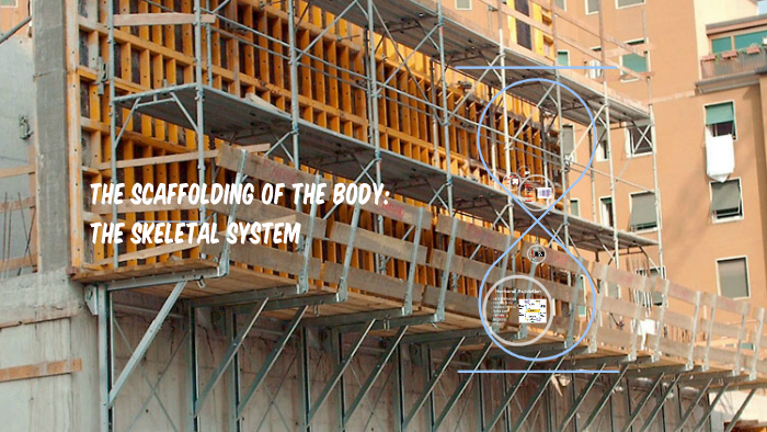 The Scaffolding of the Body: The Skeletal System by Emily L.