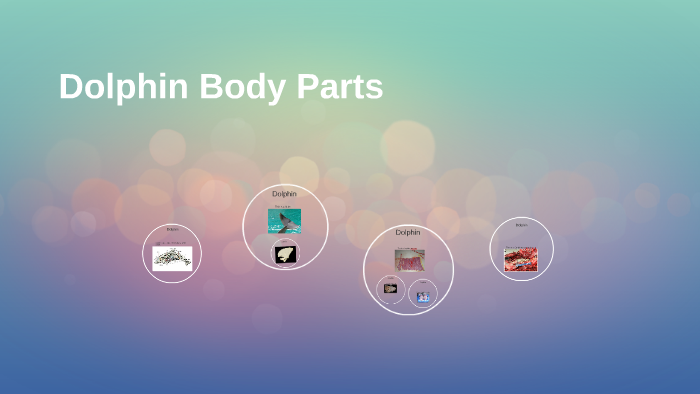 Dolphin Body Parts by Emma Smith on Prezi