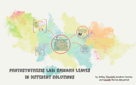 Photosynthesis lab: spinach leaves in different solutions by Ashley ...