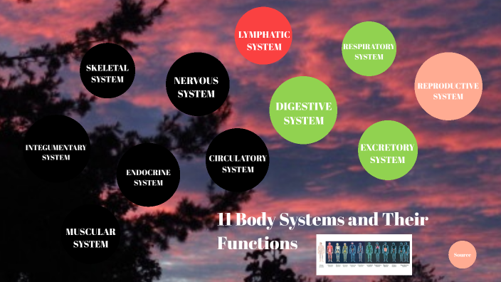 eleven main body systems and their functions by deysi martinez on Prezi