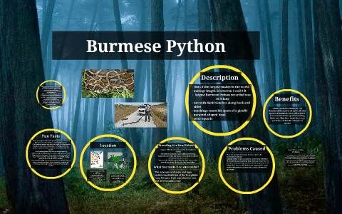 Burmese Python by Kaitlyn Davis on Prezi