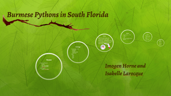 Burmese Pythons in South Florida by Imogen Horne on Prezi