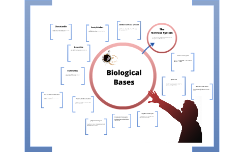 Biological Bases by Stephanie Carlson on Prezi