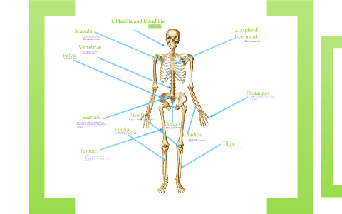 Latin in Human Body by Amanda Iocono on Prezi