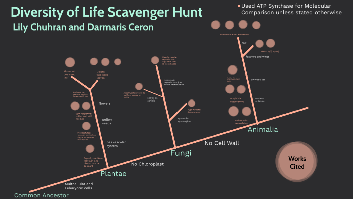 Diversity of Life Scavenger Hunt Project by lily Chuhran on Prezi