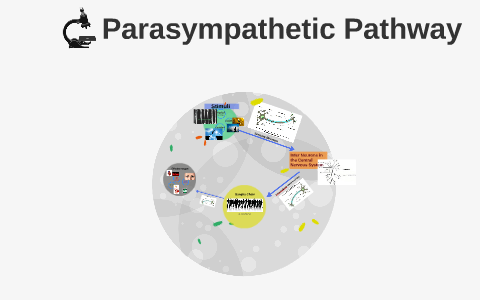 Parasympathetic Pathway by Lakshmi Immaneni on Prezi