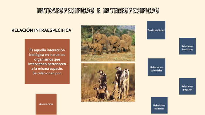 INTRAESPECIFICAS E INTERESPECIFICAS by Alessandra Chaucas Fernandez on ...