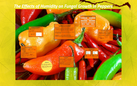 Effects of Humidity on Fungal Growth by Amber Gooch on Prezi