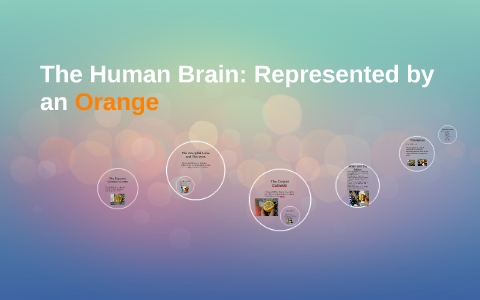 The Human Brain: Represented by an Orange by Kate McDonald on Prezi