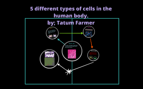 5 different types of cells in the human body. by tatum farmer on Prezi