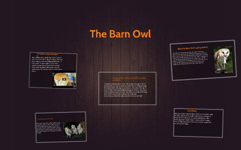The Barn Owl by Courtney Broeker