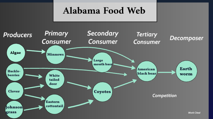 Alabama Food Web by Ellie Hallmark on Prezi