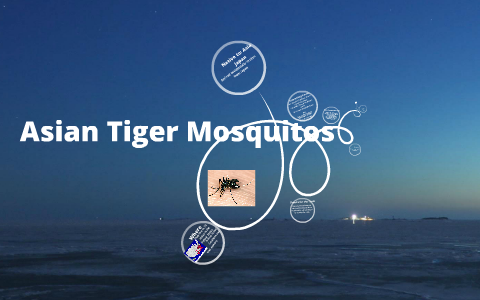 Asian Tiger Mosquitos by Anna Gayford on Prezi