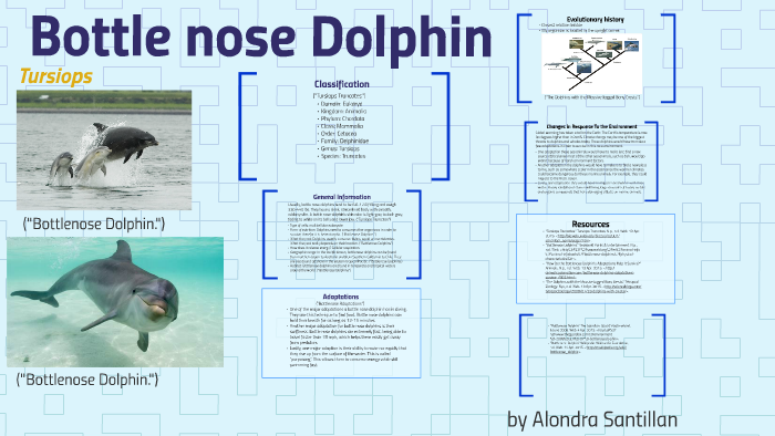 Bottle nose Dolphin by Alondra Santillan on Prezi