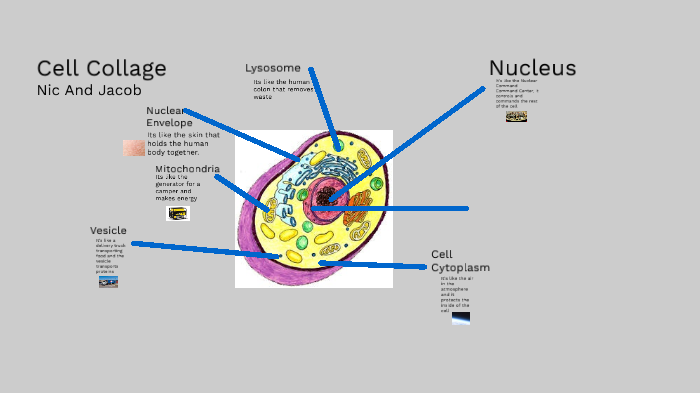 Nic Jacob Cell Collage by Nicholas Tobin on Prezi