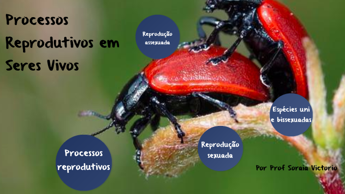 Processos reprodutivos em seres vivos by Soraia Victorio on Prezi