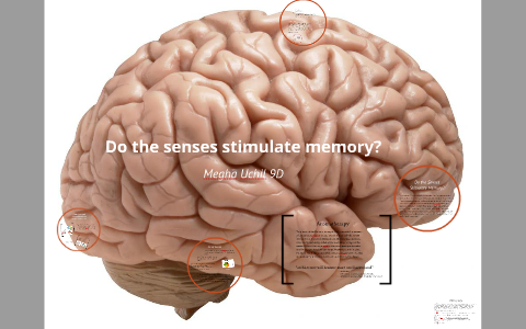 Do the senses stimulate memory? by Megha Uchil on Prezi