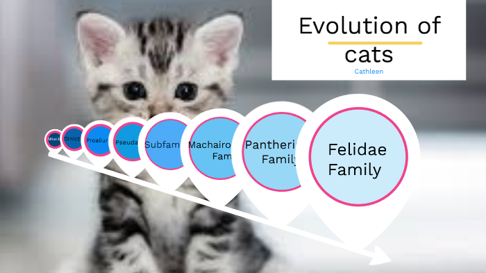 Evolution Of Cats by Cathleen Zhang on Prezi