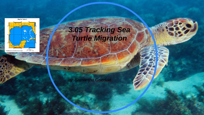 3.05 Tracking Sea Turtle Migration by samantha goodlad on Prezi