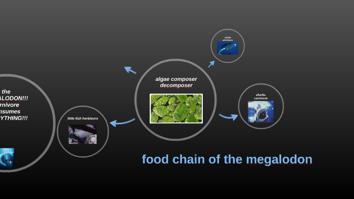 food chain of the megalodon by MARIO GAMING on Prezi
