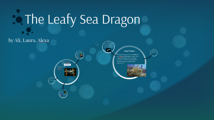 The Leafy Sea Dragon by Ali Lewis on Prezi