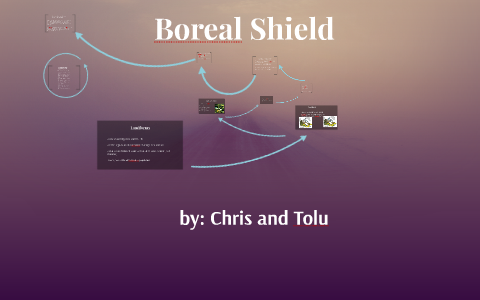 Boreal Shield by chris burger