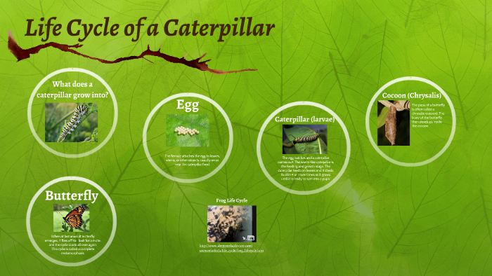 Life Cycle of a Caterpillar by Lauren Collins on Prezi