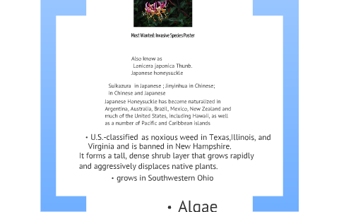 Most Wanted: Invasive Species Poster by Amanda Nowakowski on Prezi