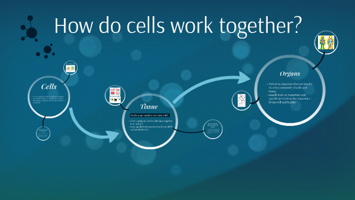 Lesson 2: How do cells work together? by Christina Phan on Prezi